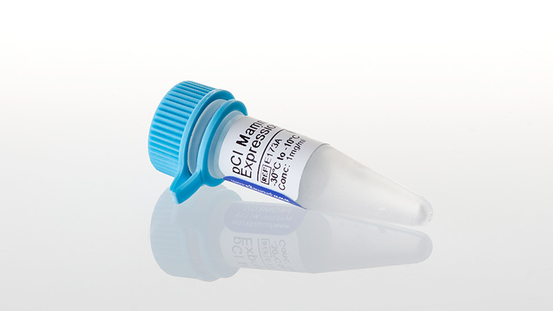 expression vector human cells