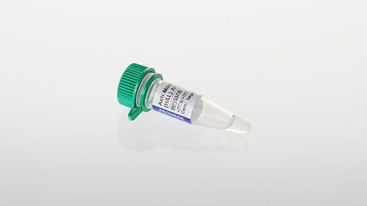 Anti-Mouse IgG (H+L), AP Conjugate