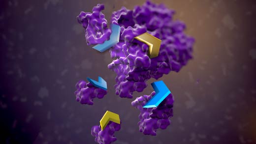 Protein Interactions