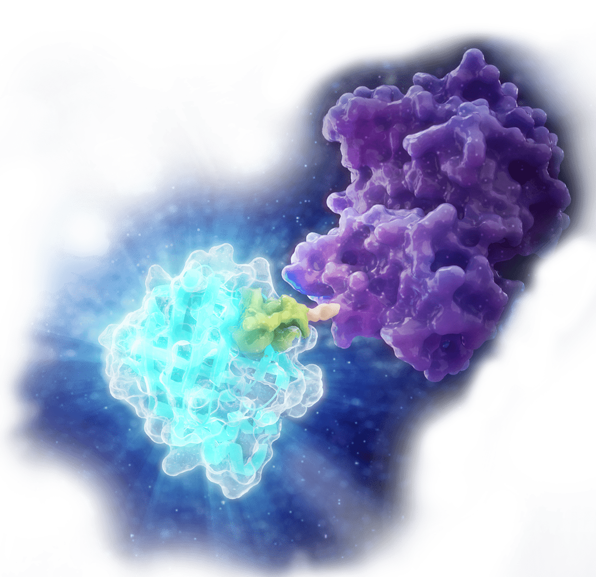 Nano-Glo® HiBiT Blotting System