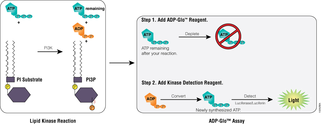 ADP-Glo™ Kinase Assay with Lipid Kinase Substrates