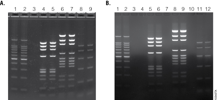 BenchTop DNA Markers: A Convenient Option for Both Traditional Agarose ...