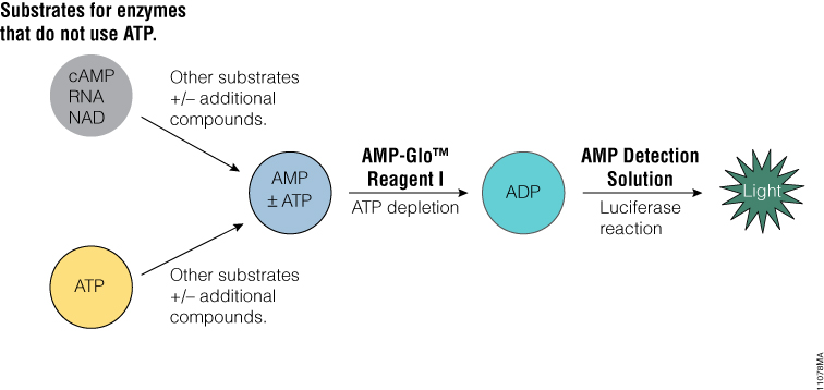 AMP-Glo™ Assay