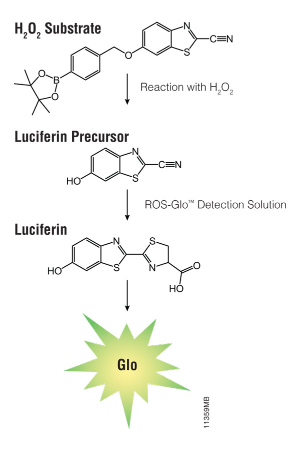 ROS-Glo™ H2O2 Assay