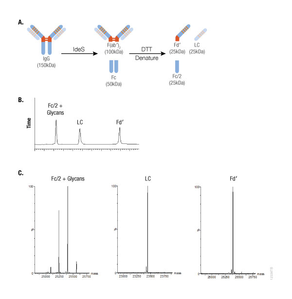 IdeS Protease and IdeZ Protease: Antibody Fragmentation and ...