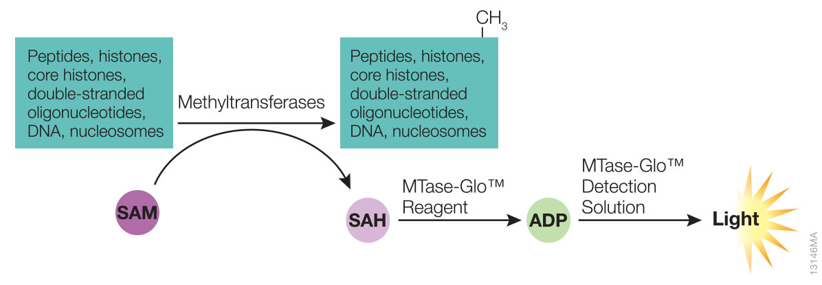 Measure Methyltransferase Activity Using a Universal Bioluminescent Assay
