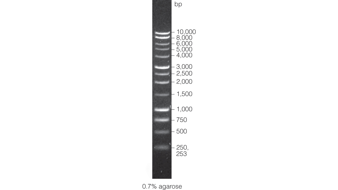 BenchTop 1kb DNA Ladder