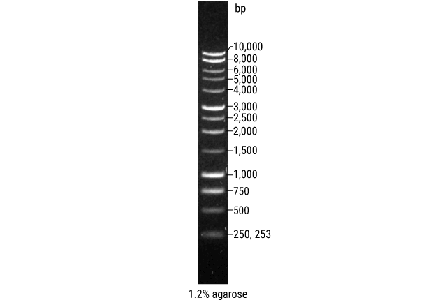 1kb DNA Ladder