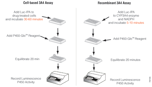 P450-Glo™ CYP3A4 Assay System