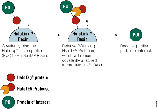 HaloTag® Mammalian Protein Purification System