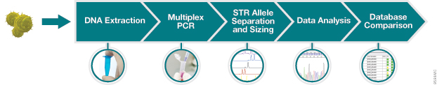 Cell Line Authentication Testing