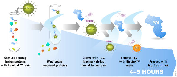 Protein Purification from E. coli: Higher Yields of Tag-Free Protein