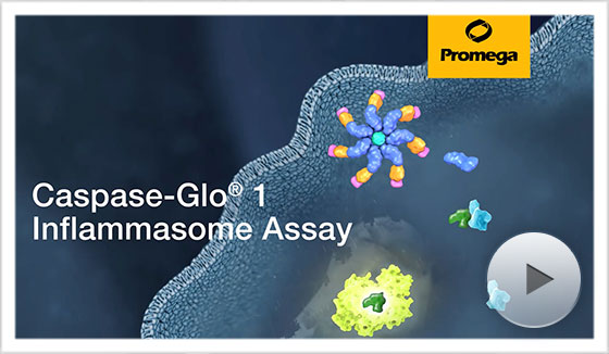 Inflammation Assay