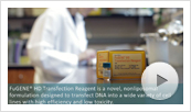 Reverse Transfection Using FuGENE® 6 and FuGENE® HD