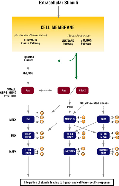Cell Signalling Map Kinase Signaling With Phospho Elisa