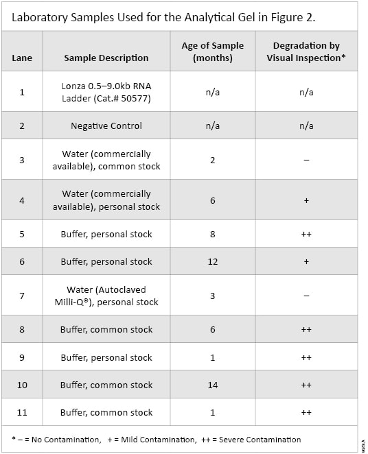 RNase Contamination Happens Recombinant RNasin Inhibitor Can Safeguard ...