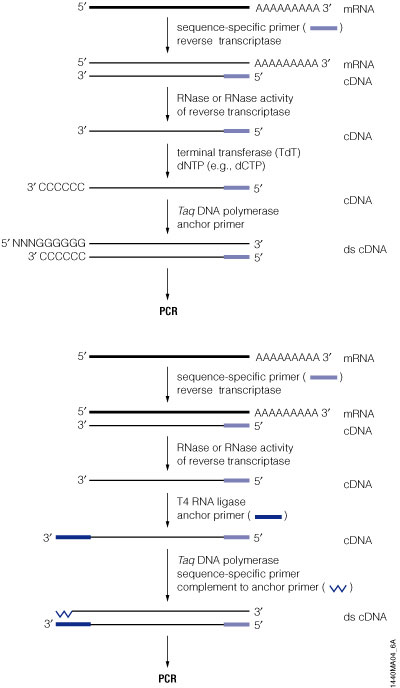 PCR Amplification | An Introduction to PCR Methods | Promega