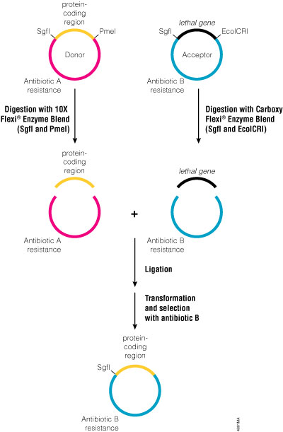 Cloning | An Introduction to Molecular Cloning Methods | Promega