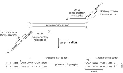 Cloning | An Introduction to Molecular Cloning Methods | Promega