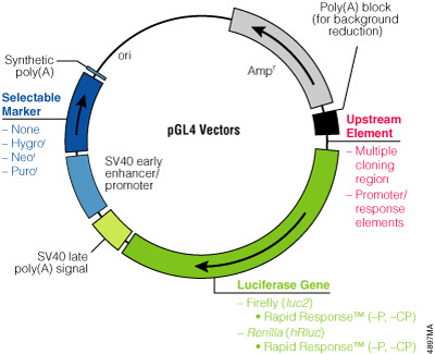 Bioluminescent Reporters