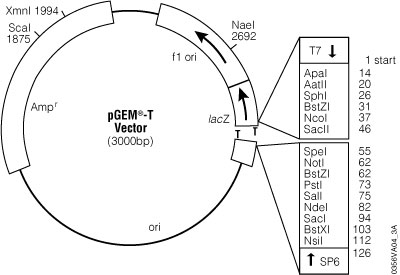 Cloning | An Introduction to Molecular Cloning Methods | Promega