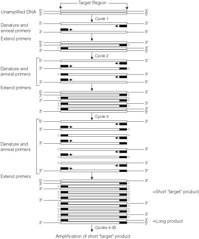 PCR Amplification | An Introduction to PCR Methods | Promega