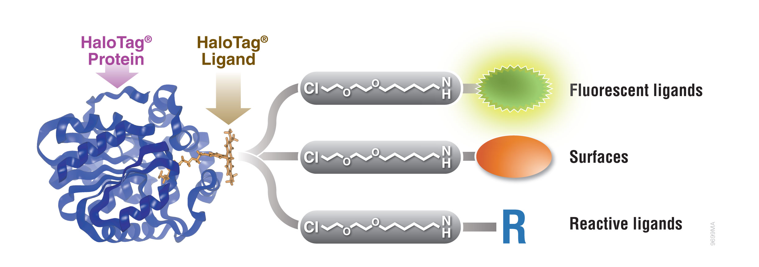 Protein Purification and Analysis