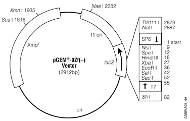 Pgem T Vector Sequence