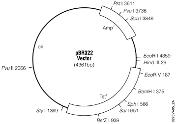 pBR322 Vector