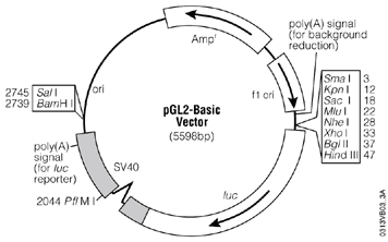 pGL2 Luciferase Reporter Vectors
