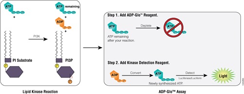Luminescent Kinase Activity Assays