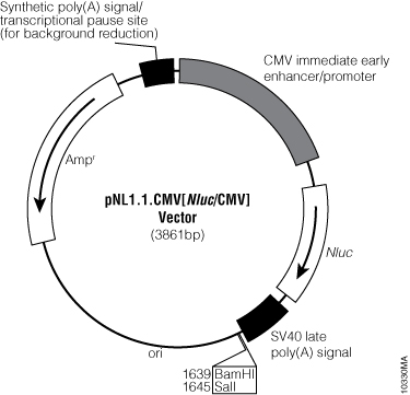 Promoter-Driven Control Firefly and NanoLuc® Luciferase Vectors