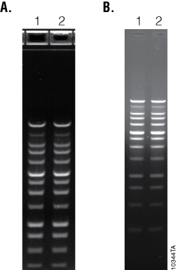 BenchTop DNA Markers: A Convenient Option for Both Traditional Agarose ...