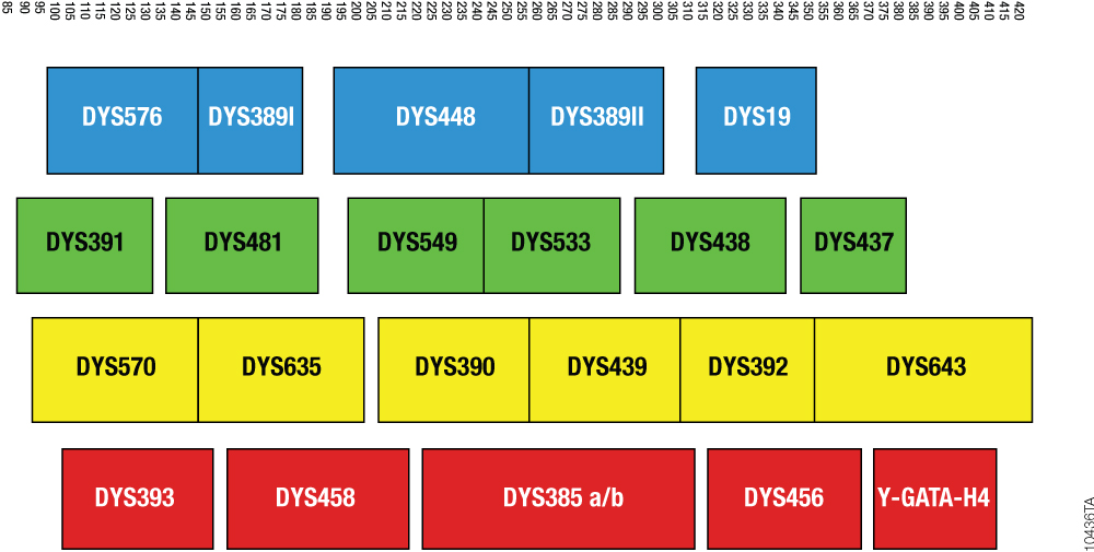 The PowerPlex® Y23 System: A New Y-STR Multiplex for Casework and ...