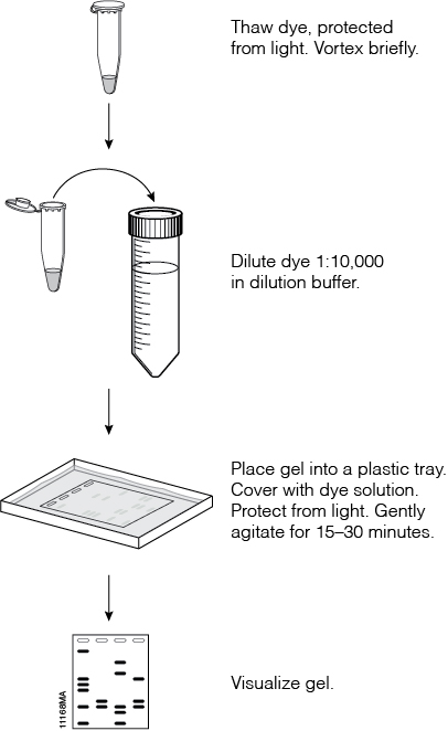 Diamond™ Nucleic Acid Dye
