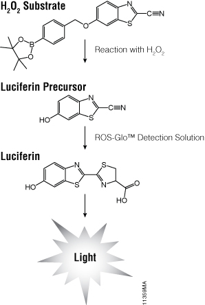 A New Luminescent Assay for Detection of Reactive Oxygen Species
