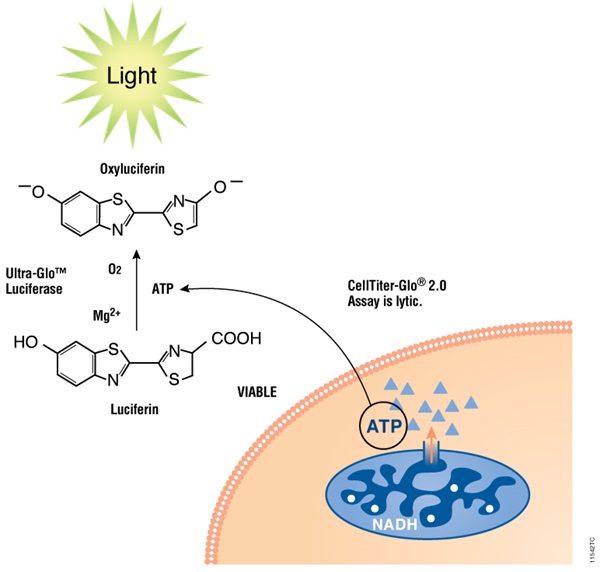 The CellTiter-Glo® 2.0 Assay determines the number of viable cells in ...