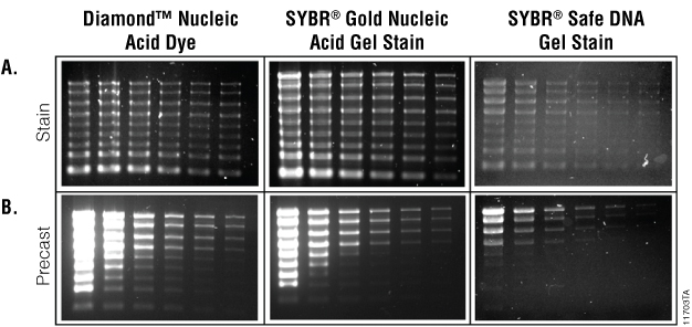 Diamond™ Nucleic Acid Dye: A Sensitive Alternative to SYBR® Dyes