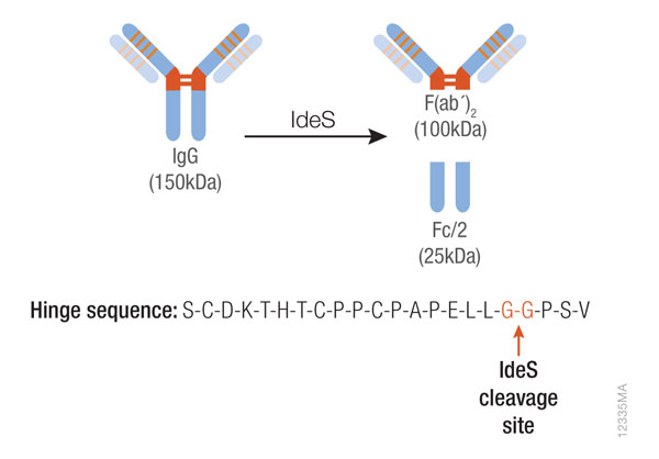 IdeS Protease — Antibody Fragmentation and Characterization Simplified