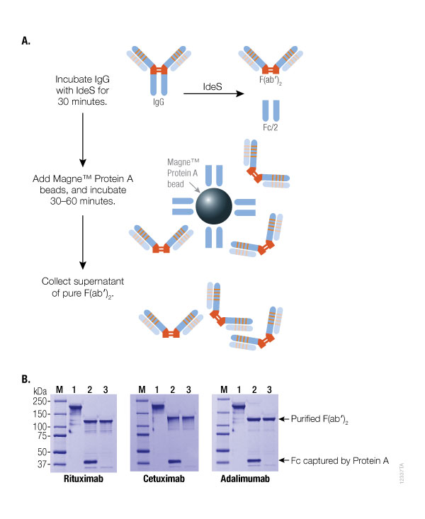 IdeS Protease — Antibody Fragmentation and Characterization Simplified