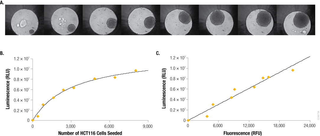 CellTiter-Glo® 3D: A Sensitive, Accurate Viability Assay for 3D Cell ...