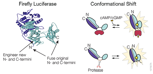 GloSensor™ Technology: Intracellular Biosensors for cAMP, cGMP, and ...