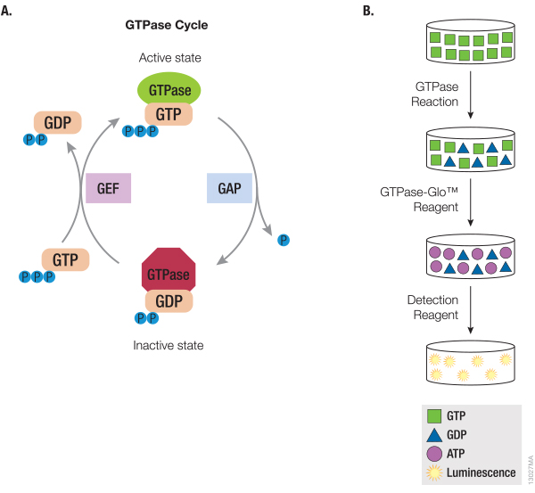 A Simple, Sensitive GTPase Activity Assay
