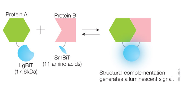 NanoBiT Complementation Assay for Protein Interactions