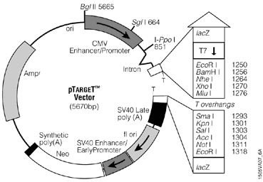pTARGET Mammalian Expression Vector.