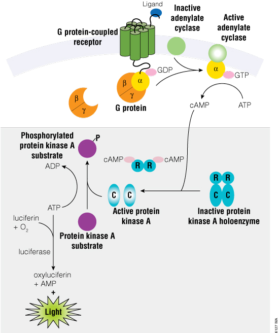 Measuring cAMP Levels and Cytotoxicity in a Single Plate Well Article