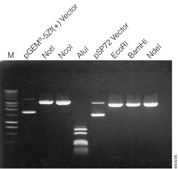 Rapid DNA Digestion using Promega Restriction Enzymes