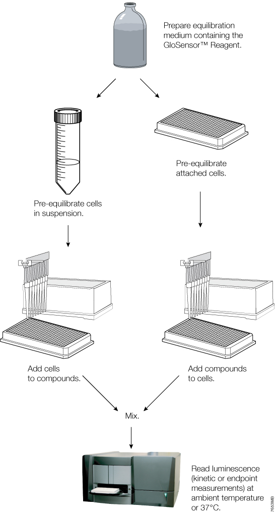 GloSensor™ cAMP Assay