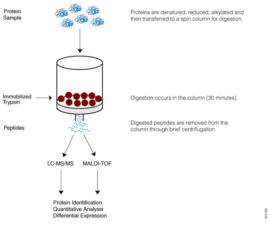 Conveniently Perform In-Solution Digestions With Immobilized Trypsin