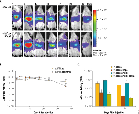 In Vivo Evaluation of Regulatory Sequences by Analysis of Luciferase ...